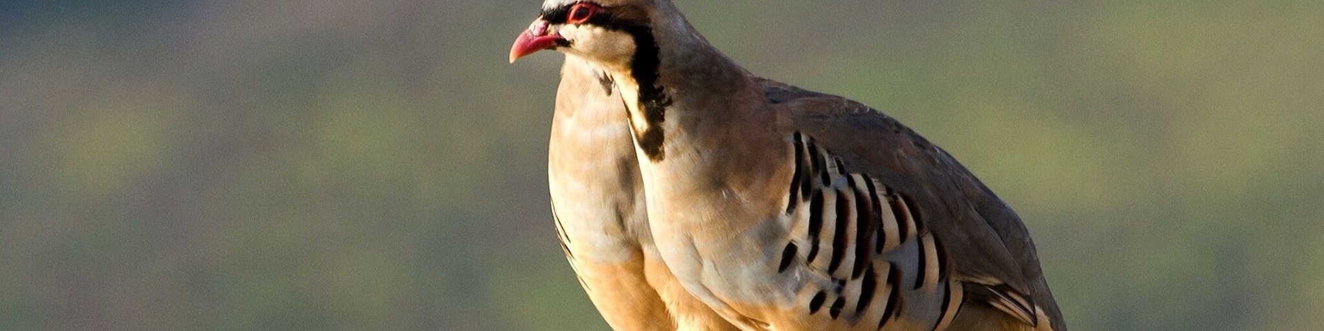 Capture this lovely birds at Sounio right next to the Temple of Greek god Poseidon
