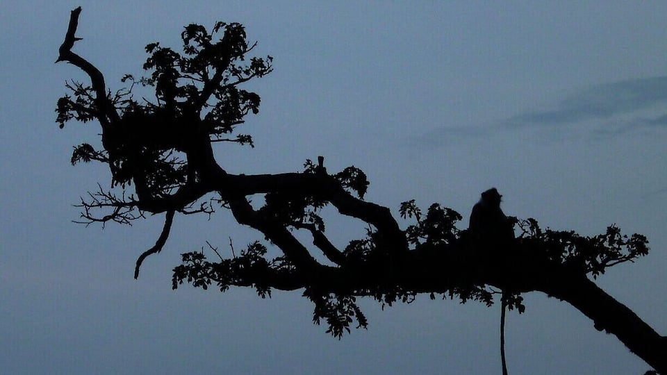 At the end of our day at Anuradhapura, we kept walking to our hotel. On the way, we saw this monkey was eating some fruits. This creature is endemic to Sri Lanka. Furthermore, it presents all over the Island. They live as groups and kind of the time they become too aggressive. So, if you capturing them when they are too close to you, keep it in your mind to switch off the flasher.