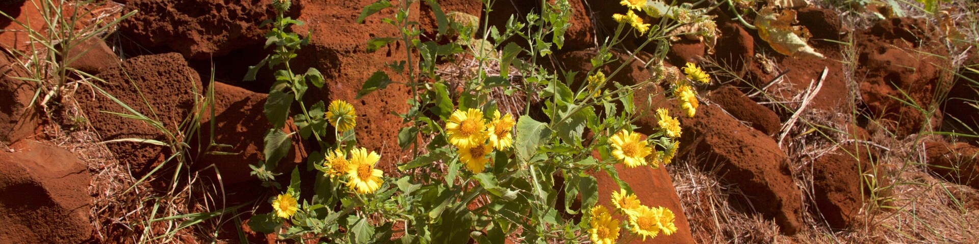 Russian Fort Elizabeth State Historical Park que inclui uma ruína e flores silvestres