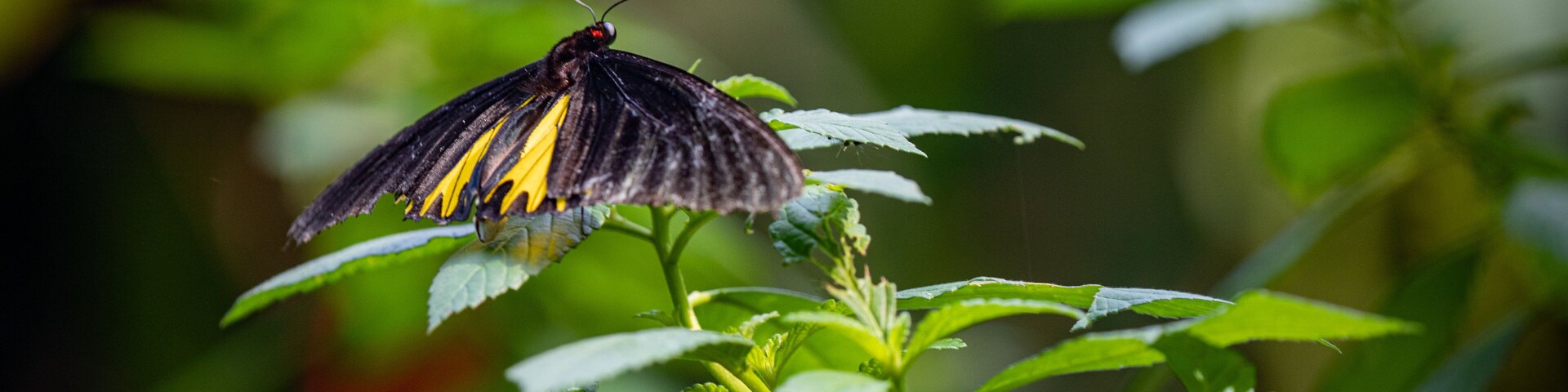 Uma borboleta com asas pretas e detalhes amarelos em uma planta verde.