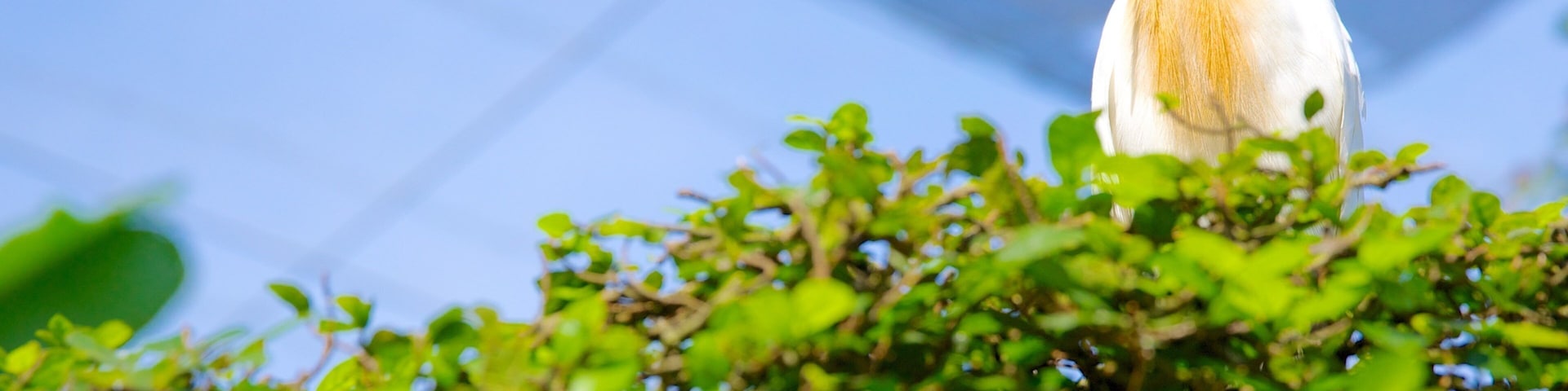 Kuala Lumpur Bird Park which includes zoo animals and bird life