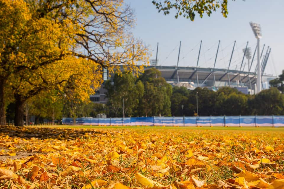 Um parque com folhas amarelas de outono, uma árvore grande e um estádio ao fundo.