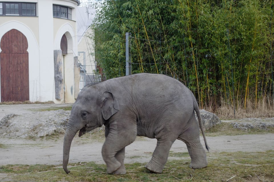 Um elefante caminhando por uma trilha de terra, com um edifício e bambus ao fundo.