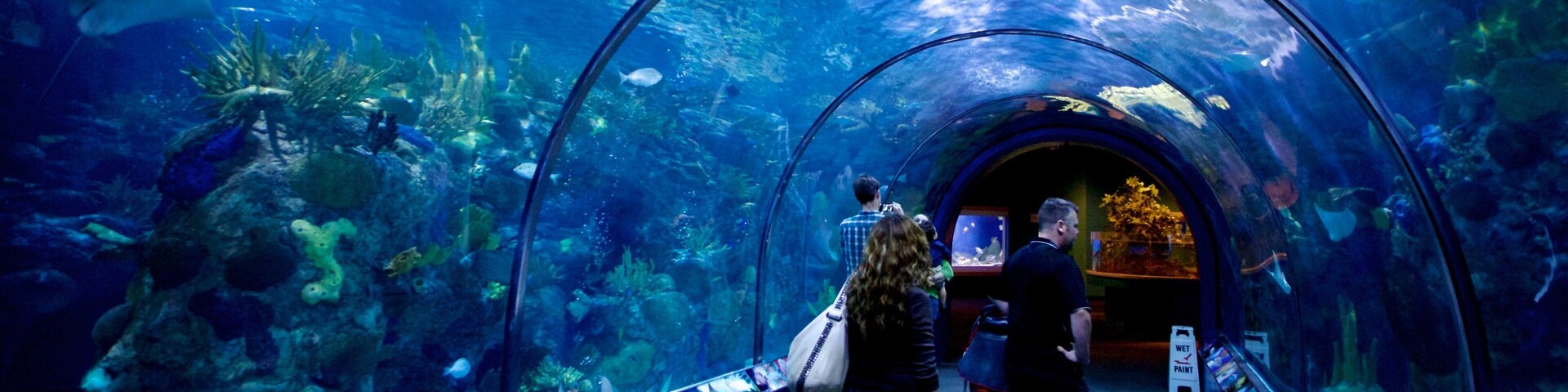 Um túnel subaquático com vida marinha e teto de vidro.