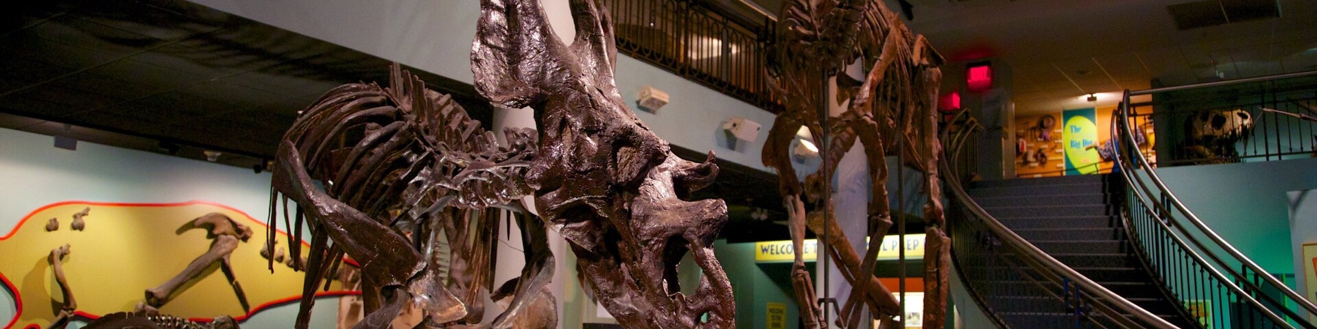 Exposição de esqueletos de dinossauros em um museu, com escadas e painéis informativos.