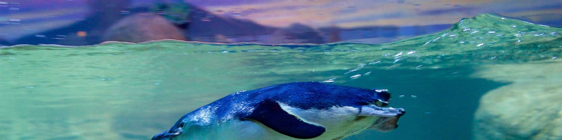 Adventure Aquarium featuring interior views and marine life