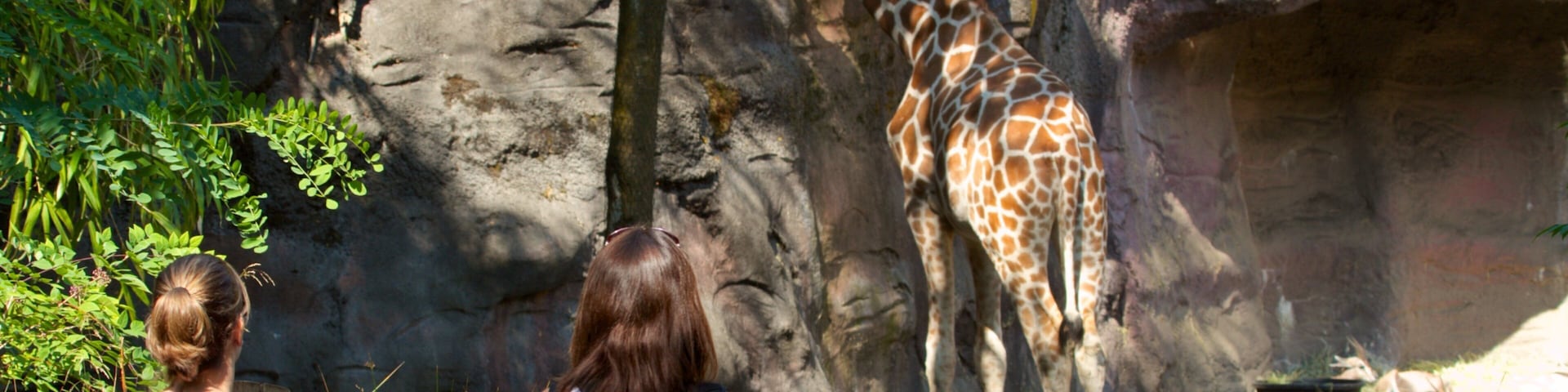 Uma girafa perto de um recinto rochoso, com visitantes observando do outro lado de uma cerca.