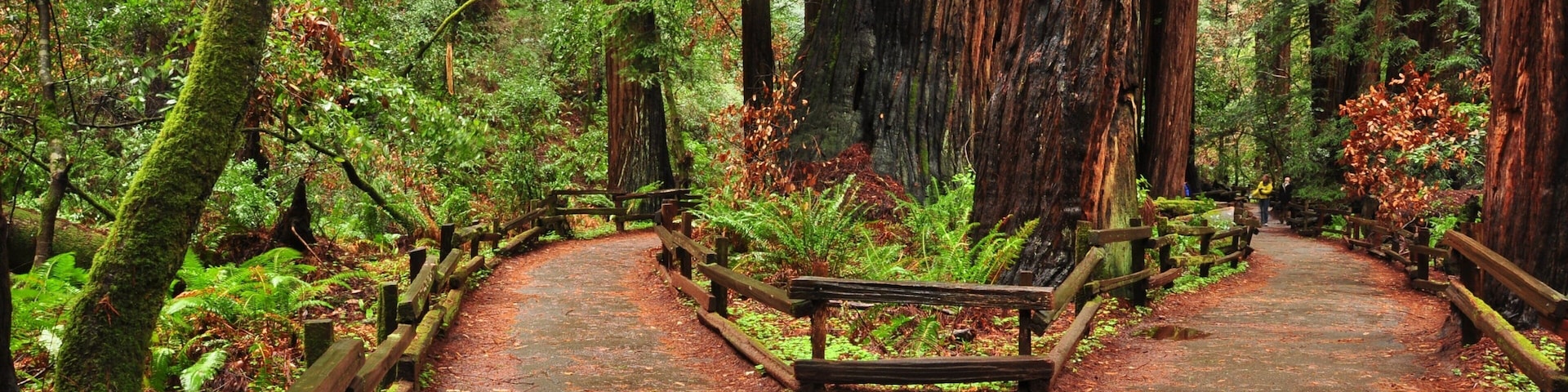 Muir Woods caracterizando paisagem, florestas e um parque