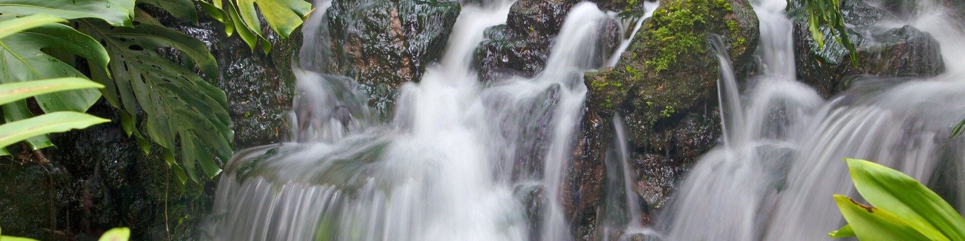 Jardim Botânico de Cingapura que inclui cenas tropicais e uma cascata