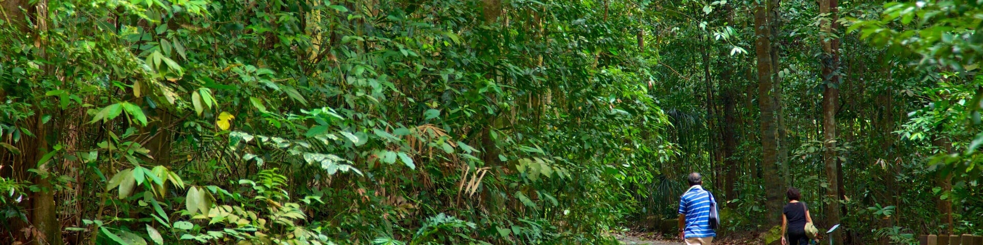 Bukit Timah Nature Reserve which includes hiking or walking and forest scenes as well as a couple