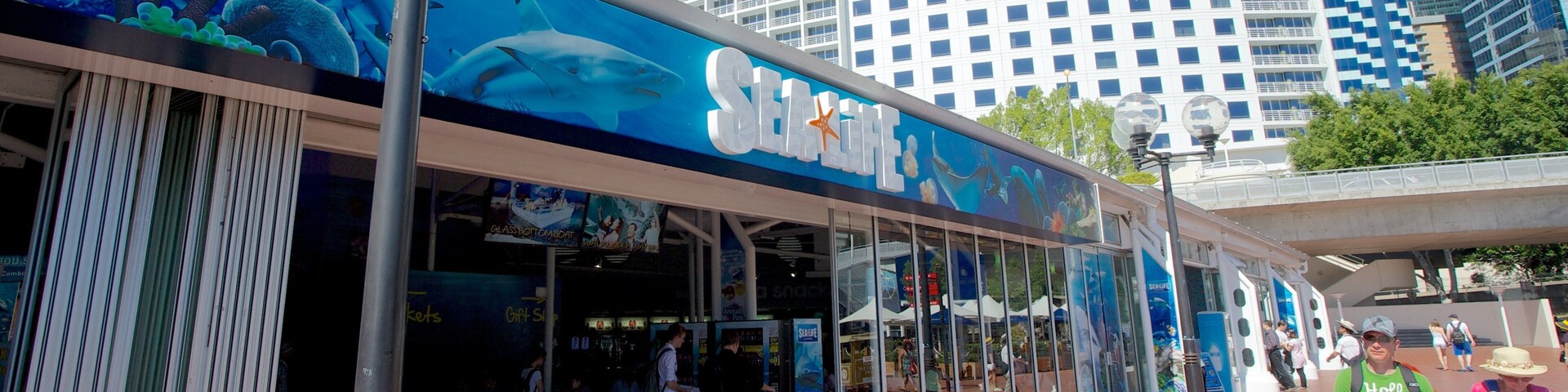 Aquário de Sydney que inclui vida marinha e uma cidade assim como um casal