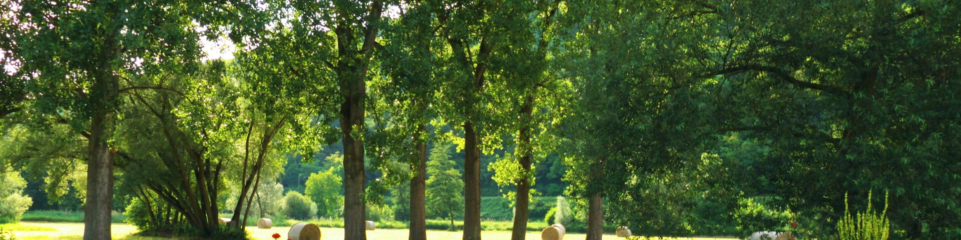 Like A Park In The Fields