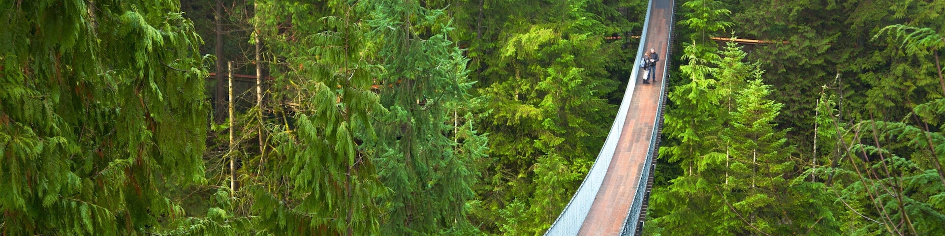 Capilano Suspension Bridge showing a suspension bridge or treetop walkway and forest scenes
