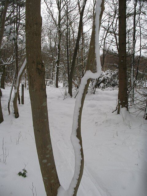 Uma floresta nevada com árvores desfolhadas e chão coberto de neve.