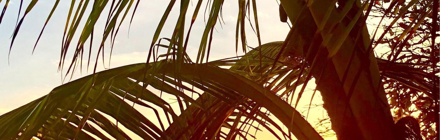 Uma praia com palmeiras e um pôr do sol.