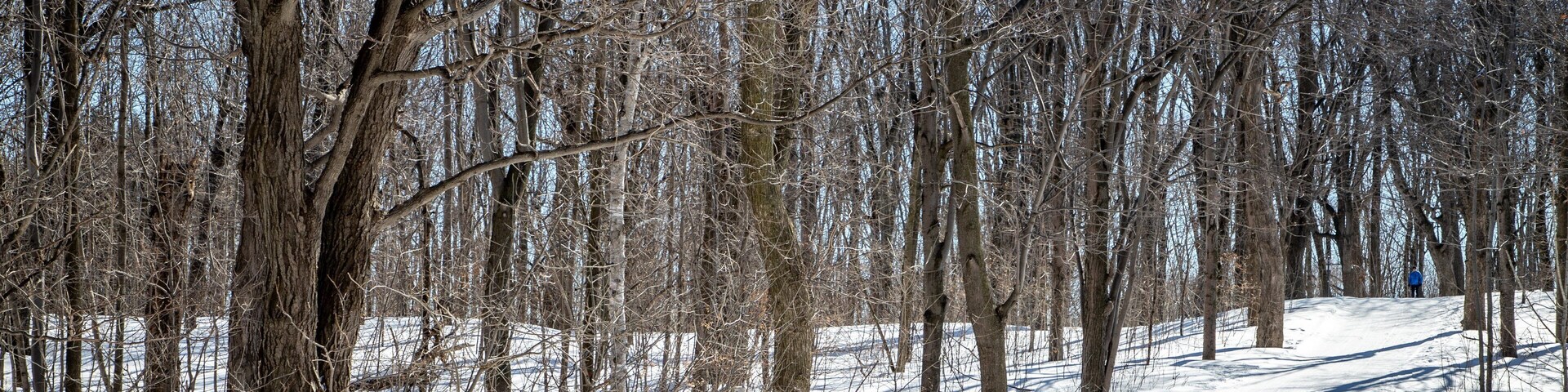 Mount Royal Park which includes snow skiing and snow as well as an individual male