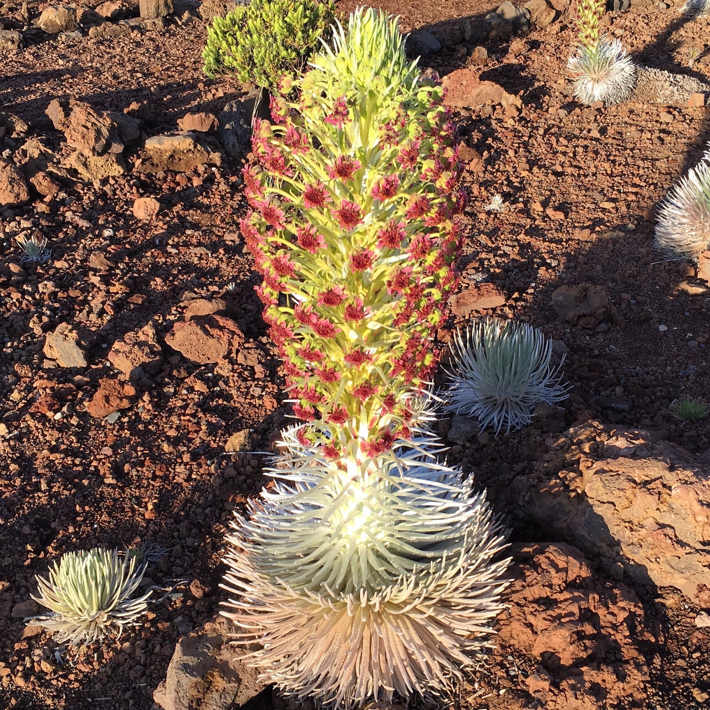 Um jardim de cactos com diversas espécies, incluindo um cacto alto de destaque com flores cor-de-rosa e um cacto branco grande com folhas espinhosas.