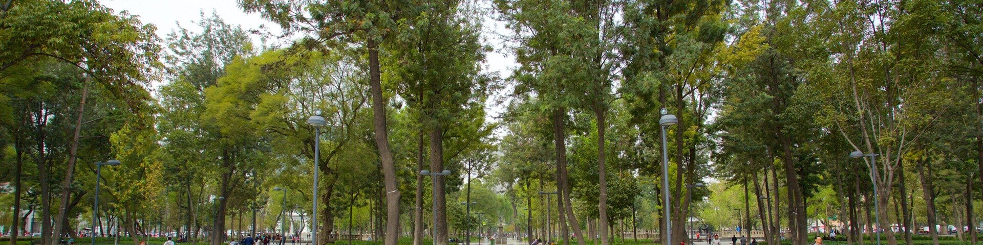 Alameda Central showing a garden
