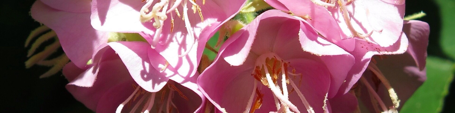 Brisbane's has a few botanic gardens, but the one at Mt Cootha is my favourite for lots of reasons: variety, resident wildlife, Japanese gardens, bonsai, a bonus planetarium...and of course, pretty flowers!!