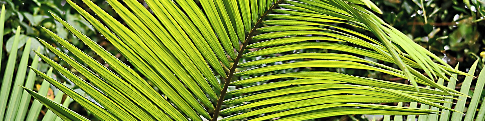 Flora abounds. Hard to take it all in!