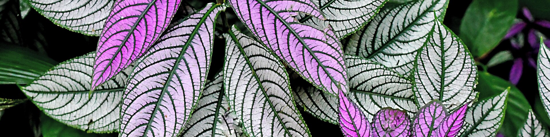 Uma planta com folhas variegadas, principalmente verdes com padrões brancos e roxos.