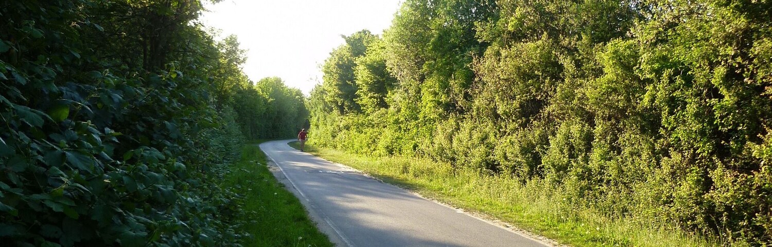 Uma estrada rural ladeada por vegetação densa e uma grande torre de linhas de energia.