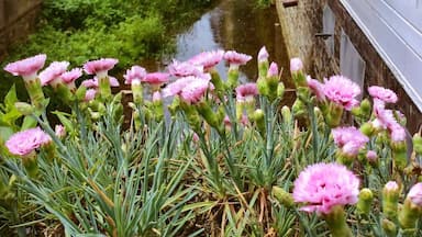 Um canal estreito ladeado por edifícios com portões verdes, rodeado por vegetação exuberante e flores cor-de-rosa.