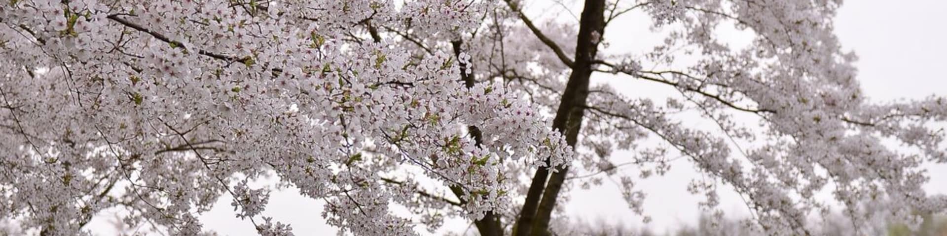 Cherry blossom