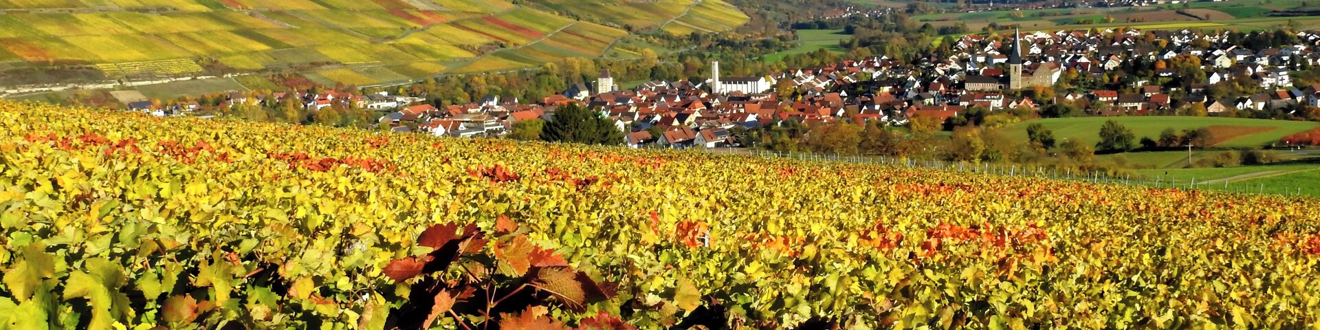 Vinhedo com folhagem outonal, uma cidade ao fundo e turbinas eólicas.