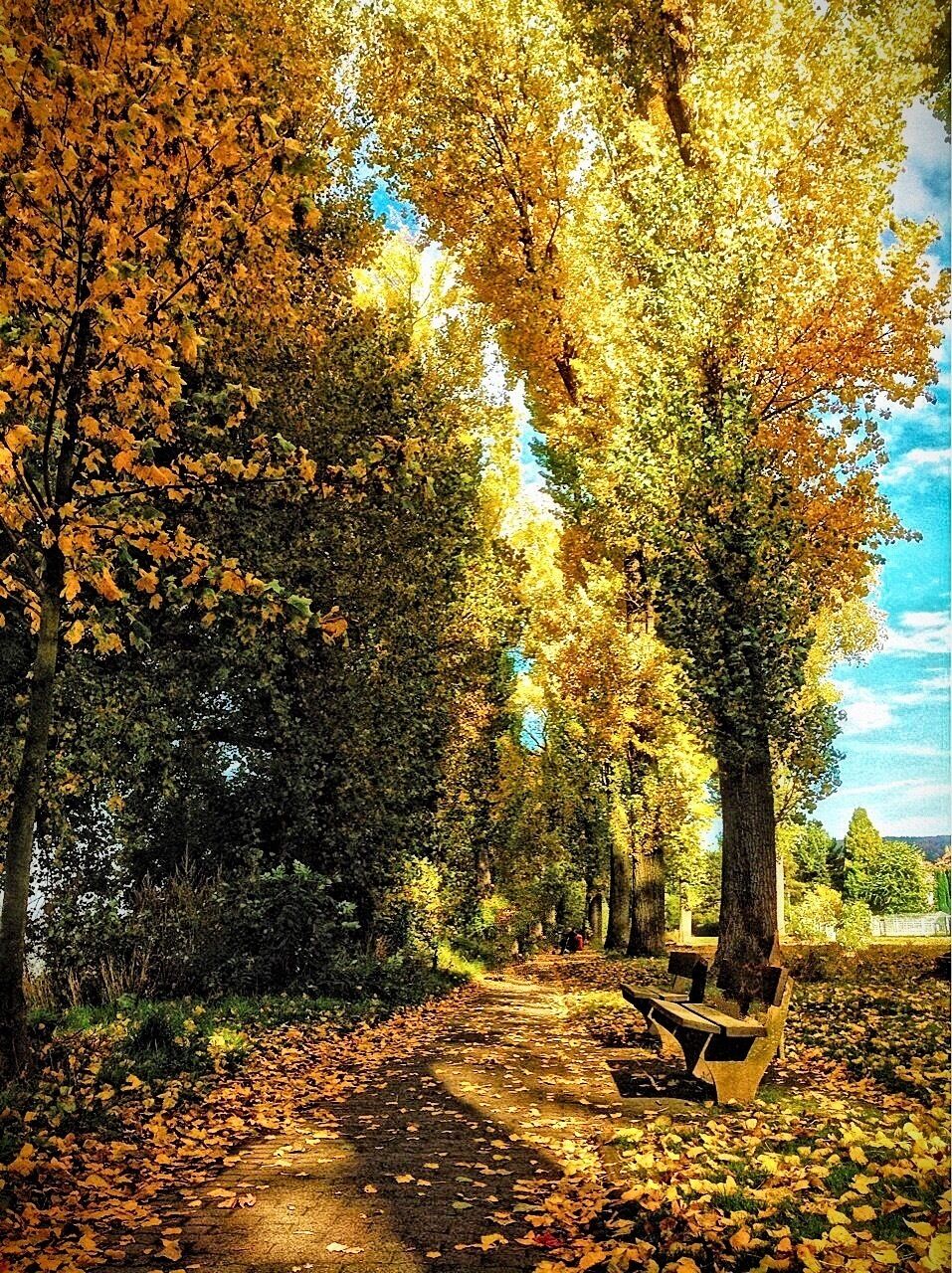 Uma trilha em um parque, bordeada por árvores e com um banco.