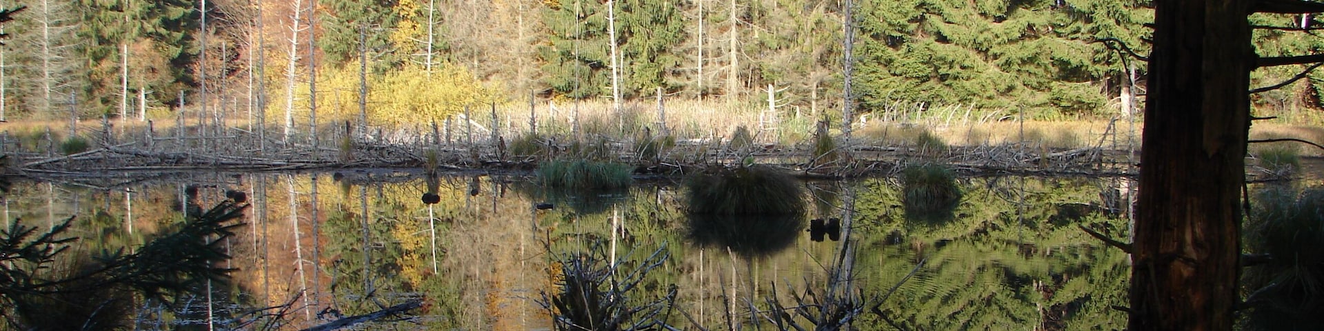 See/Teich im Wald am Moosweg südwestlich von Konstanz-Dettingen; Bereich im Landschaftsschutzgebiet „Bodanrück“ und im FFH-Gebiet „Bodanrück und westl. Bodensee“