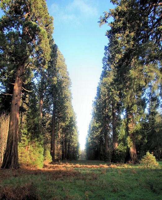 Uma floresta com árvores altas e céu claro.
