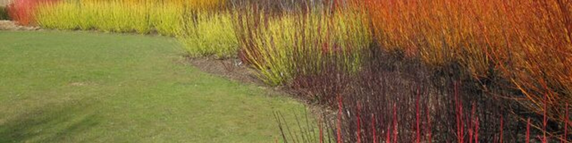 Late winter colour at Hadlow College This fantastic display of colour comes from various dogwood species (Cornus), at Broadview Gardens, part of Hadlow College. http://www.broadviewgardens.co.uk/