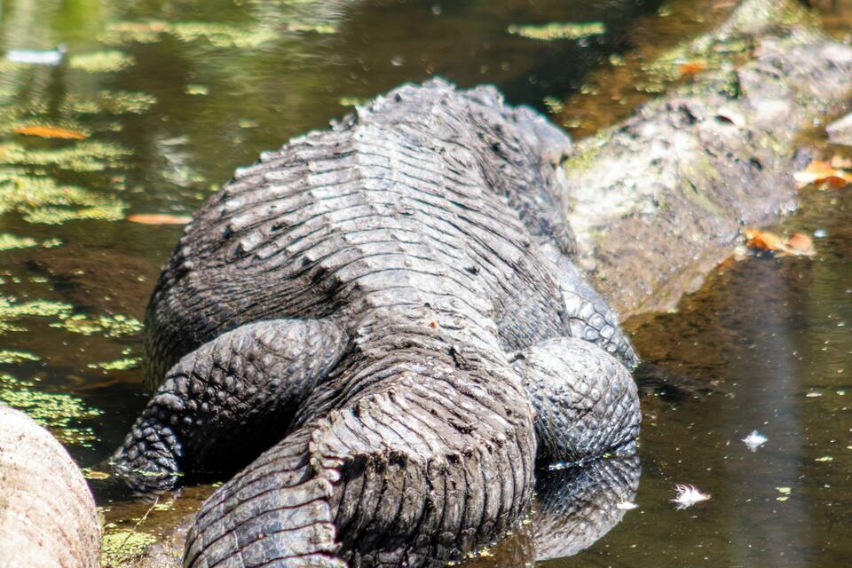 Um crocodilo descansando sobre um tronco em um corpo d'água com vegetação ao redor.