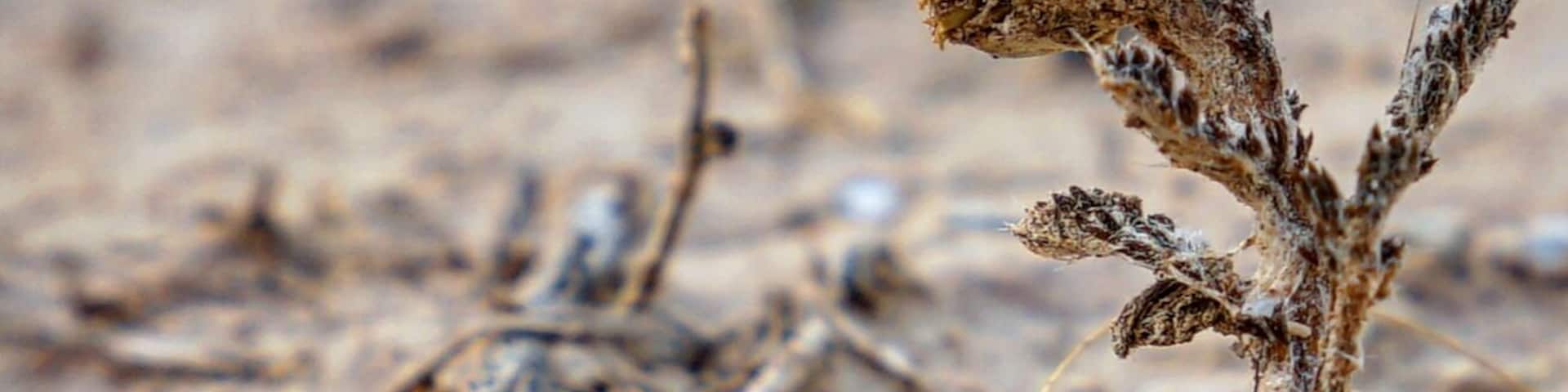 Solitud in Spanish summer.