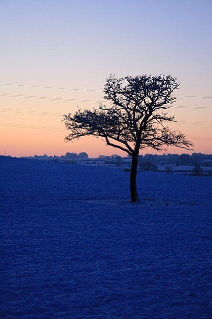 Uma árvore solitária em um campo nevado ao crepúsculo.