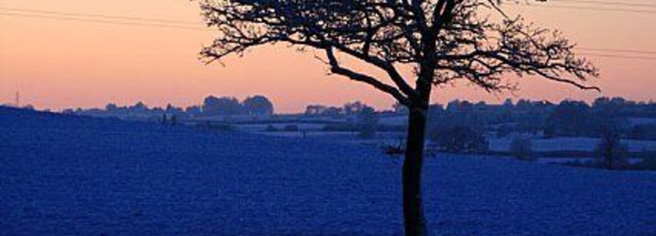 Uma árvore solitária em um campo nevado ao crepúsculo.