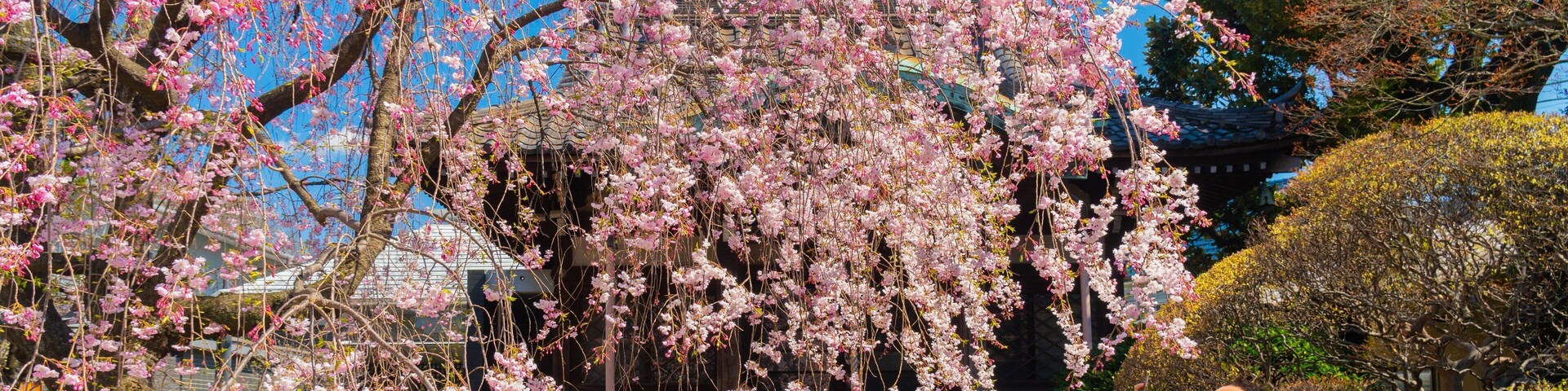 Yanaka which includes wildflowers as well as a couple