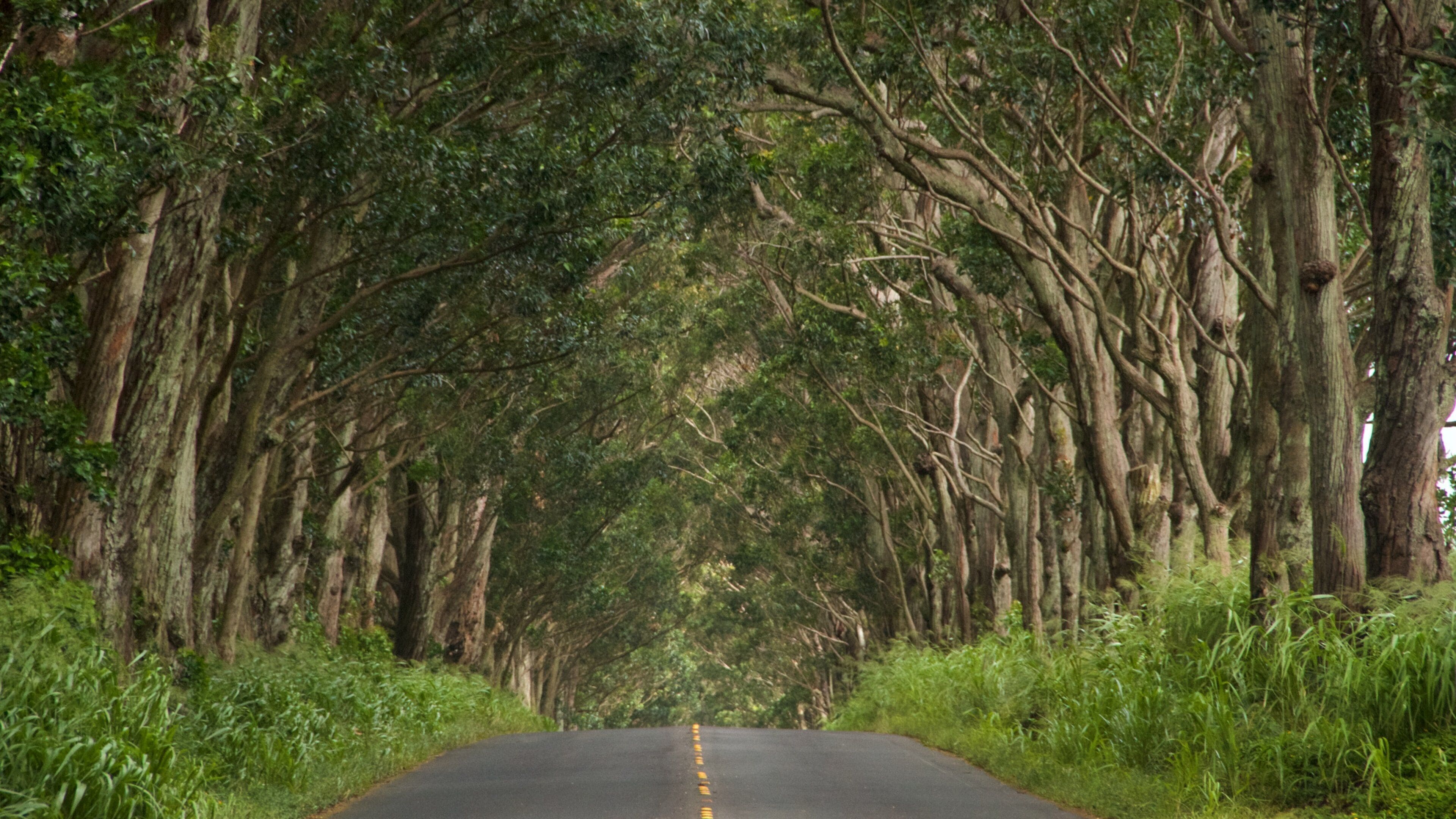 Tree Tunnel which includes forests