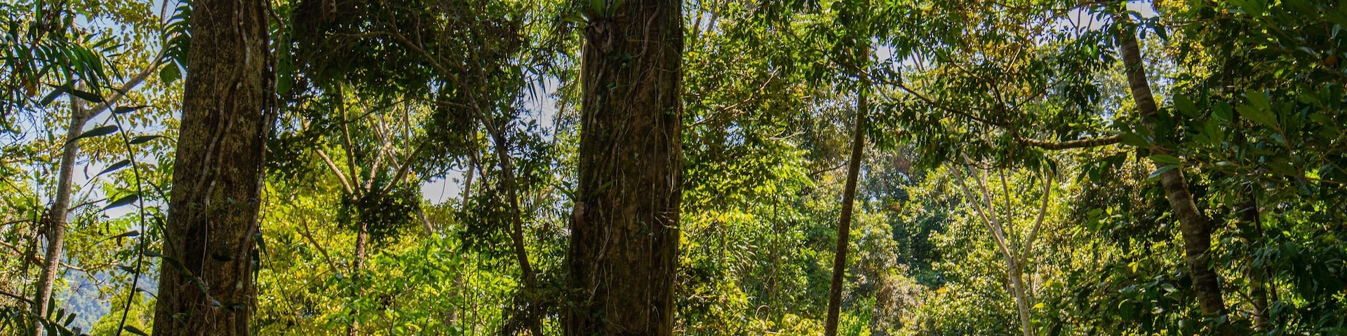 Mamu Rainforest Canopy Walkway which includes forests as well as a family