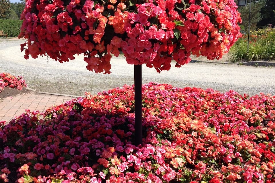 Um arbusto grande e denso com flores vermelhas e cor-de-rosa, cercado por um caminho de cascalho.