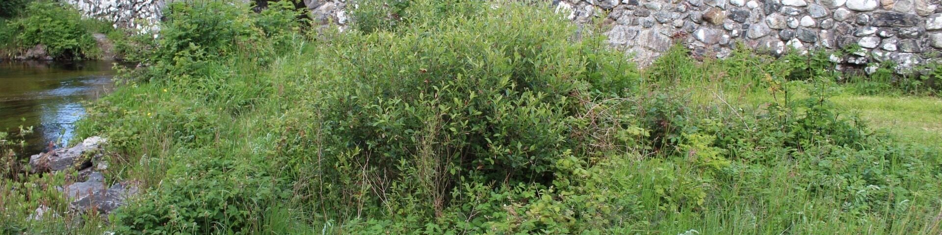 The Bridge from the Quiet Man movie