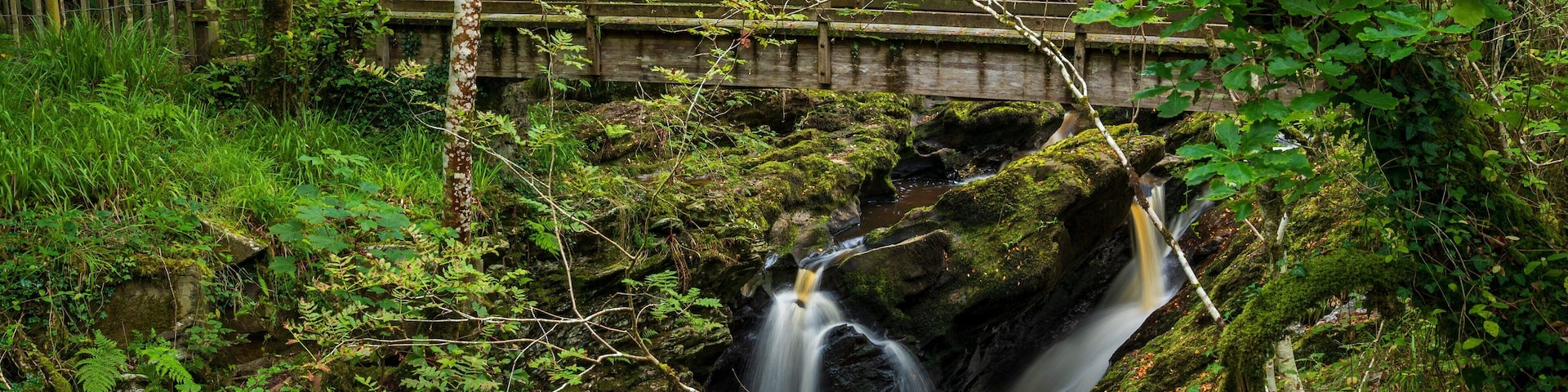 Ness Wood showing a river or creek and forest scenes