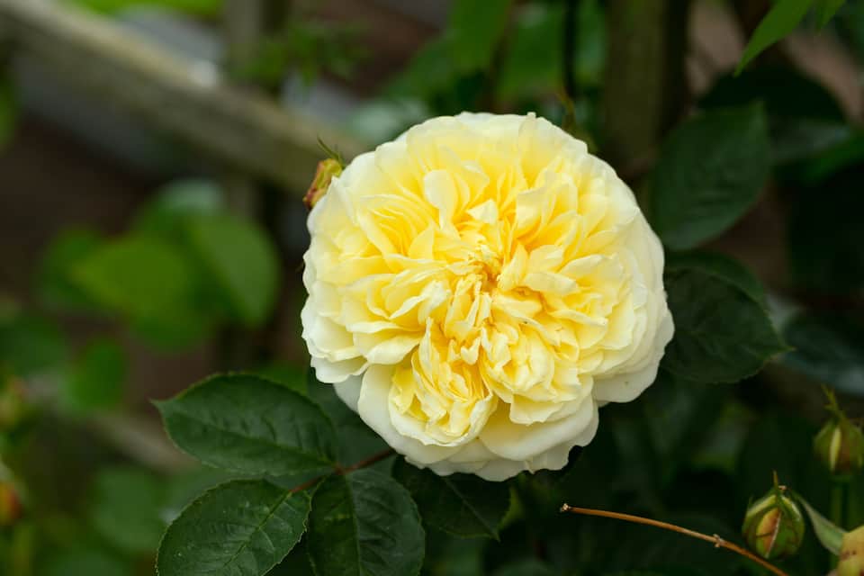 Uma rosa amarela em plena floração, rodeada por folhas verdes.