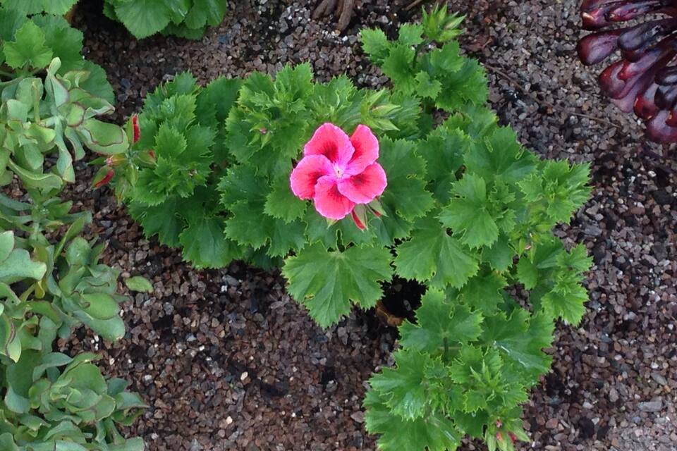 Uma flor rosa com folhas verdes em um canteiro.