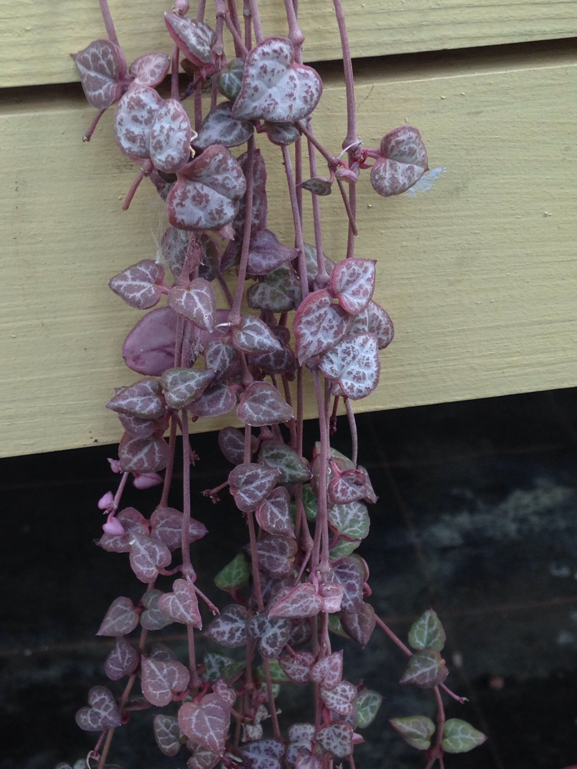 Greenhouse at Geilston Gardens