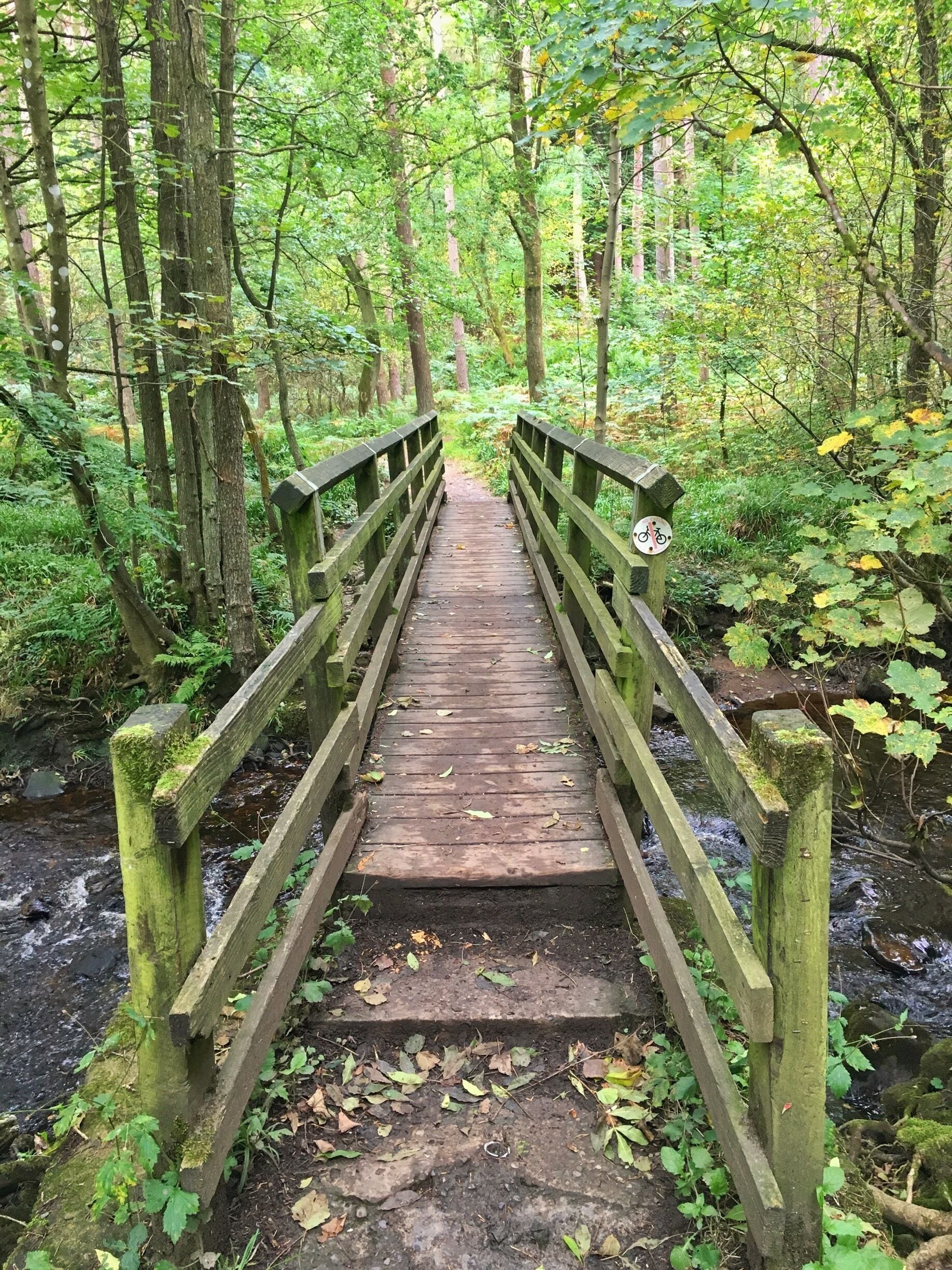 walks through the forest at Hamsterly cross cross over brooks and streams. Great family day out