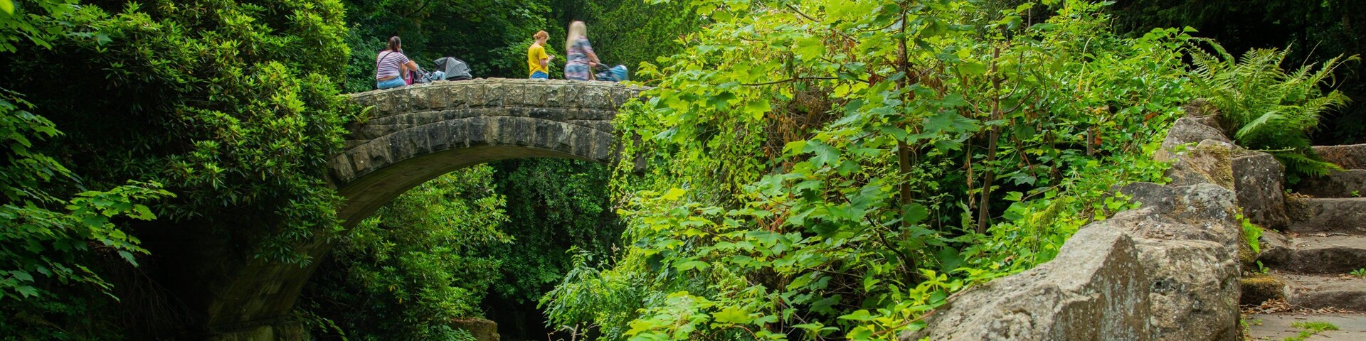 Jesmond Dene Park featuring a bridge, forest scenes and a river or creek