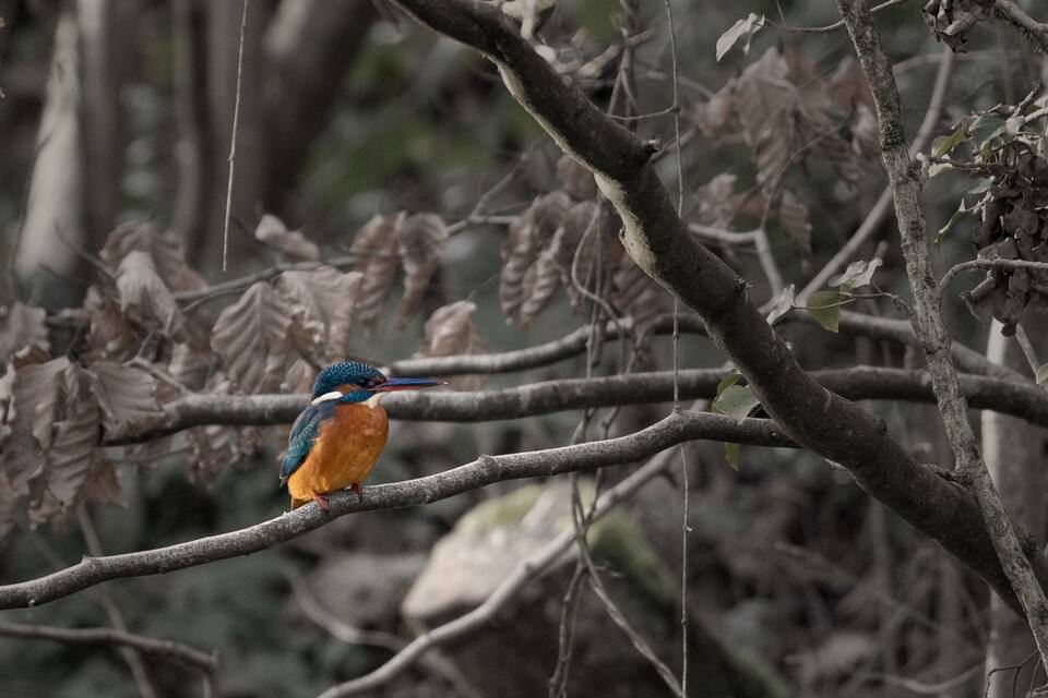 Um pássaro empoleirado em um galho numa floresta.
