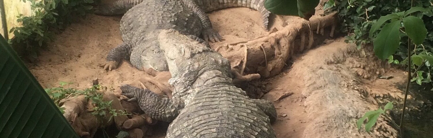 damn those are some big crocs🐉